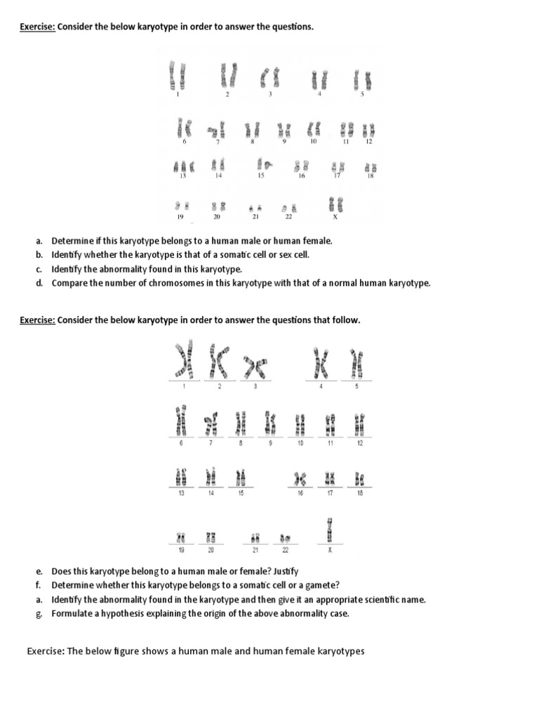 Karyotype Worksheet | PDF | Karyotype | Sex