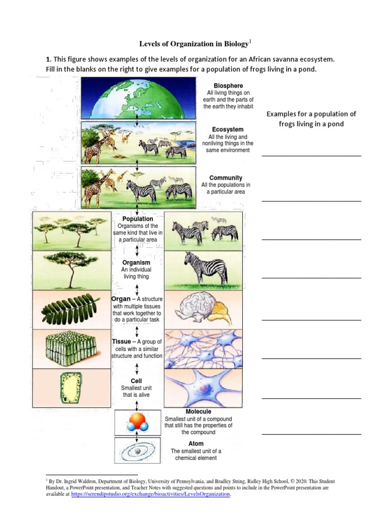 Levels of Organization | Download Free PDF | Organisms | Life