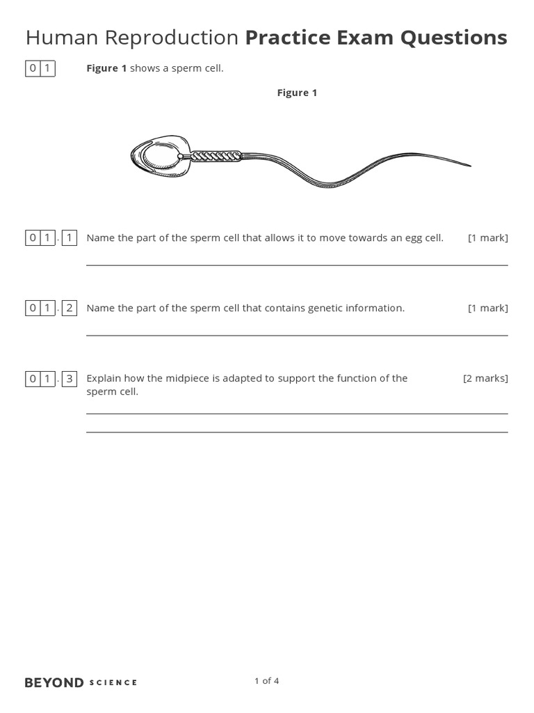 KS3 Human Reproduction Exam Higher | PDF | Human Reproduction ...