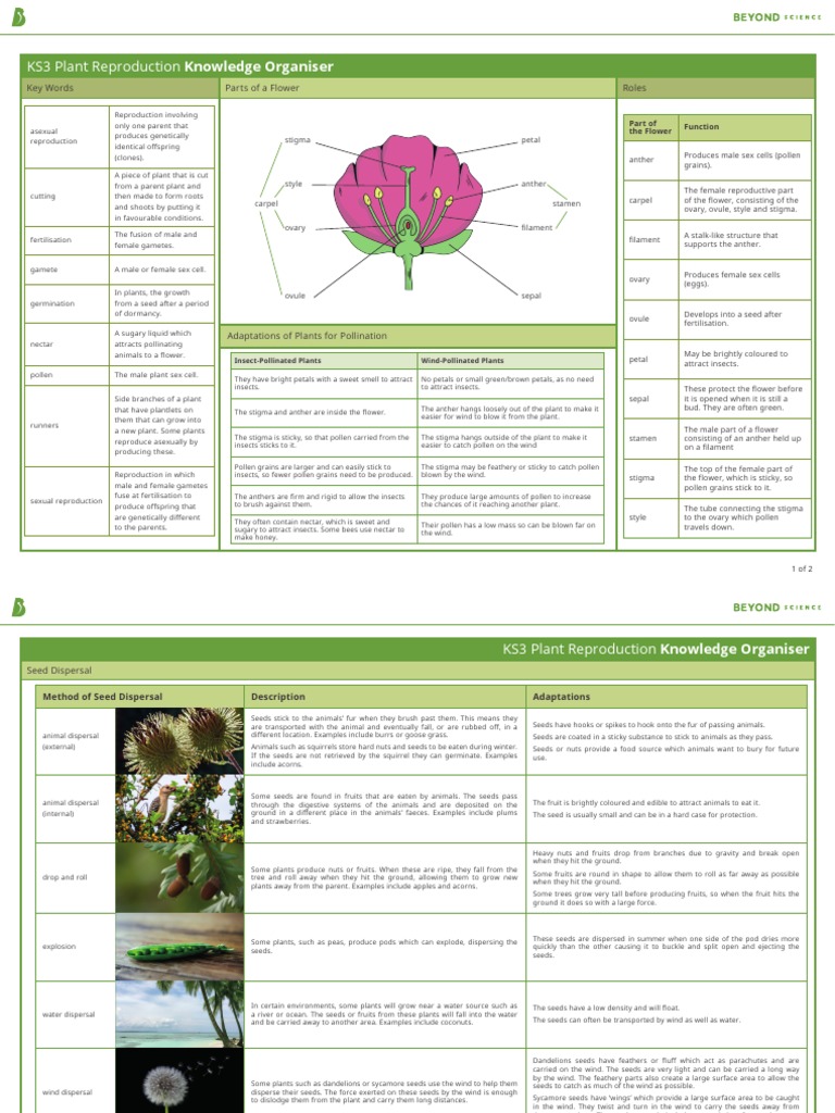 Plant Reproduction Knowledge Organiser | PDF | Plant Reproduction | Flowers