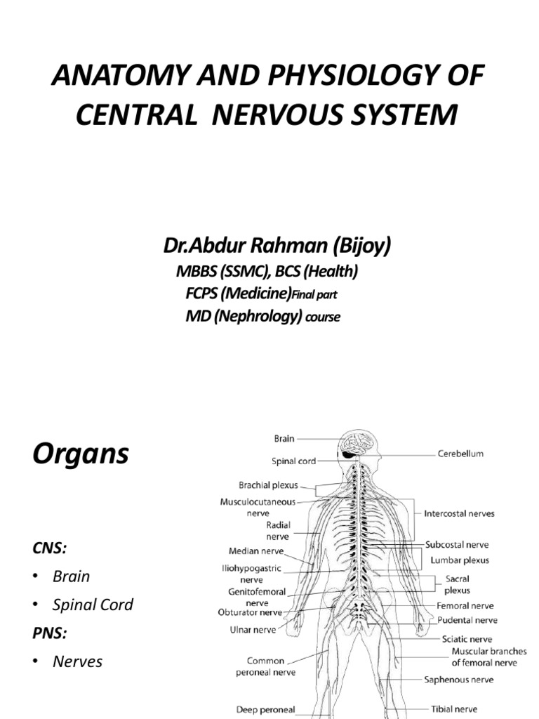 Nervous System-Anatomy & Physiology | PDF | Cerebrospinal Fluid | Cerebrum