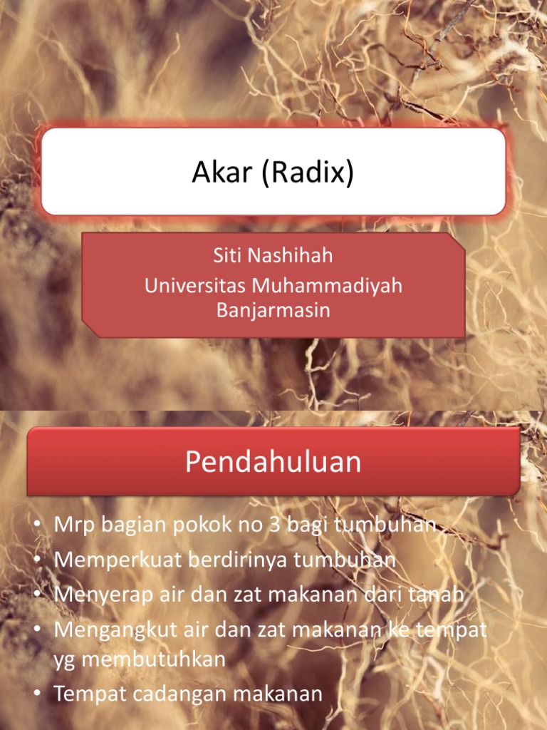BOTANI FARMASI Akar (Radix) Pertemuan 4 2022 | PDF
