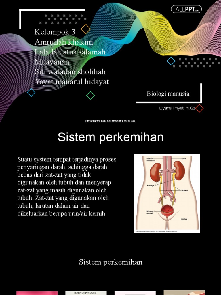 Sistem Perkemihan Manusia: Struktur dan Fungsi | PDF