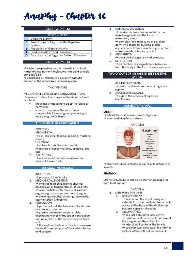 AnaPhy Digestive System | PDF | Stomach | Digestion