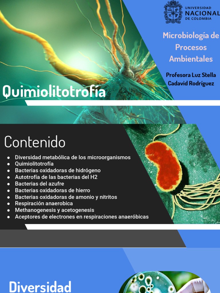 Quimiolitotrofía | PDF | Respiración celular | Las bacterias