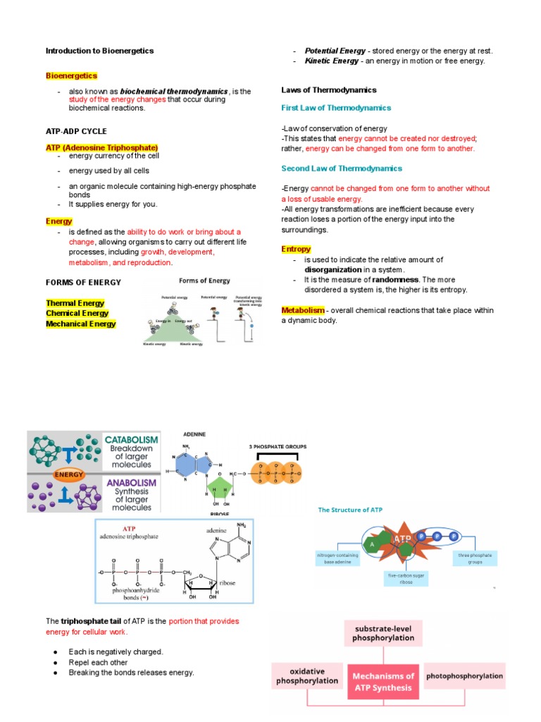 Bio Q2 Reviewer | PDF | Cellular Respiration | Adenosine Triphosphate