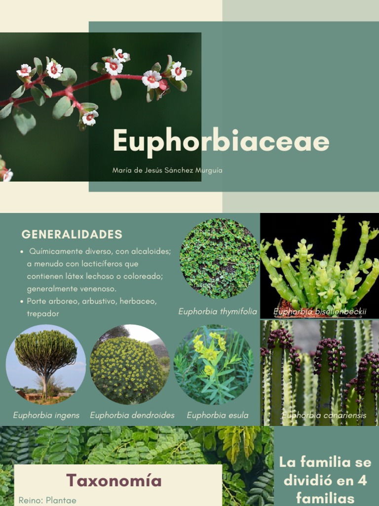 Características de la familia Euphorbiaceae | PDF | Organismos | Plantas