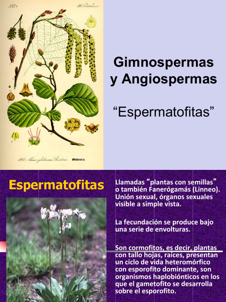 Características de Espermatofitas | PDF | Plantas | Morfología Vegetal