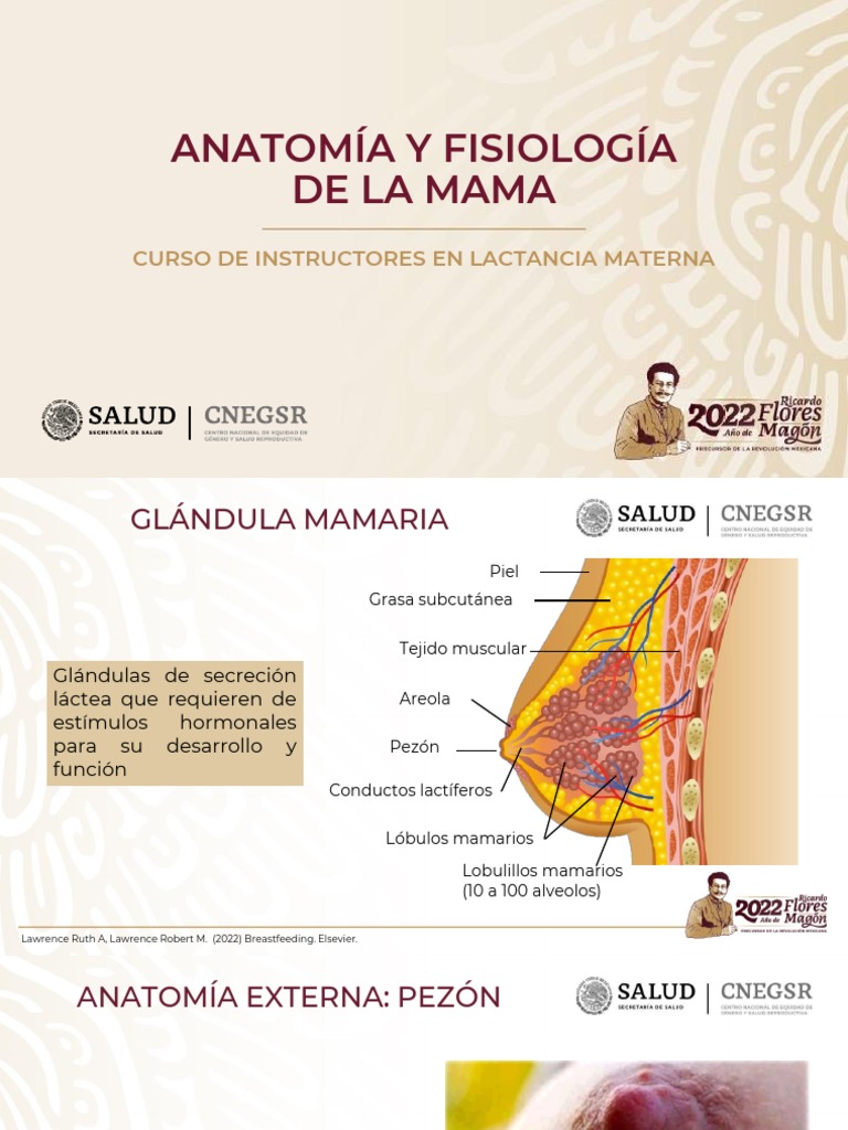 Anatomía y Fisiología de La Mama | PDF | Pecho | Glándulas