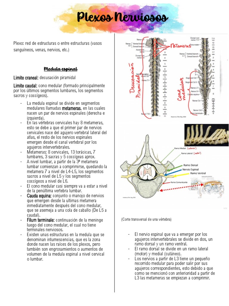 Plexos Nerviosos | PDF | Médula espinal | Vértebra