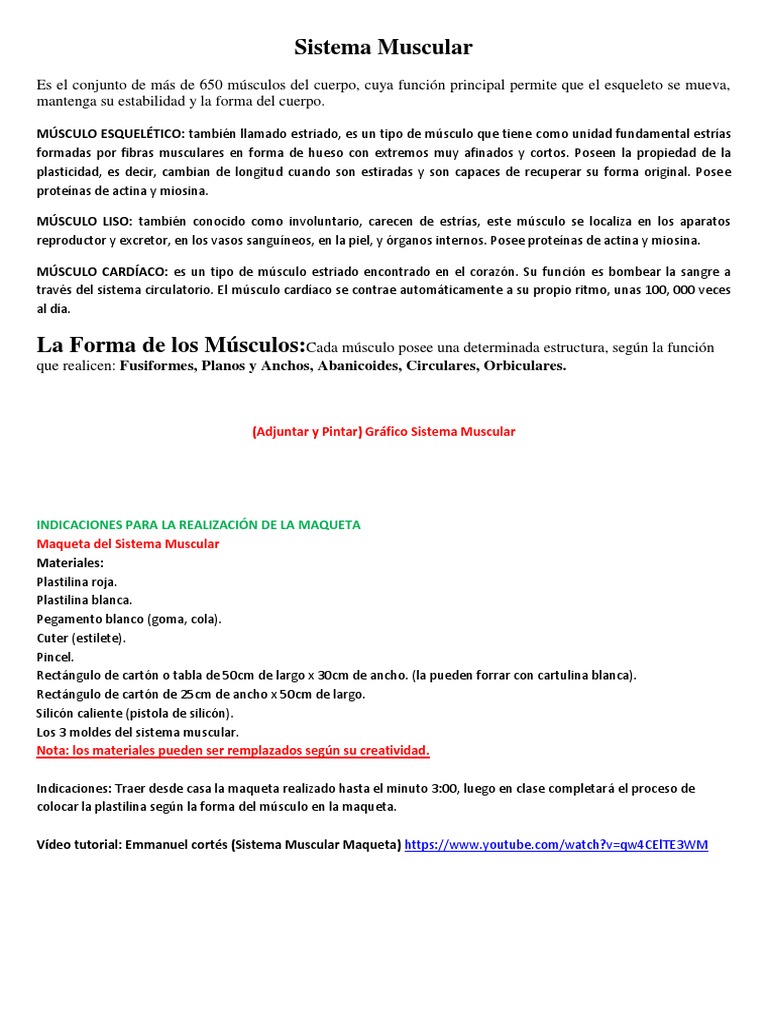 2 Sistema Muscular | PDF