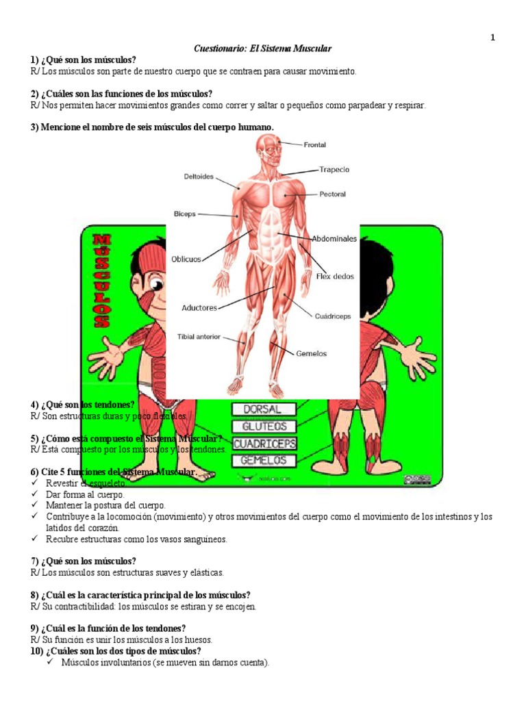 Cuestionario sobre el Sistema Muscular | PDF | Músculo esquelético | Tendón
