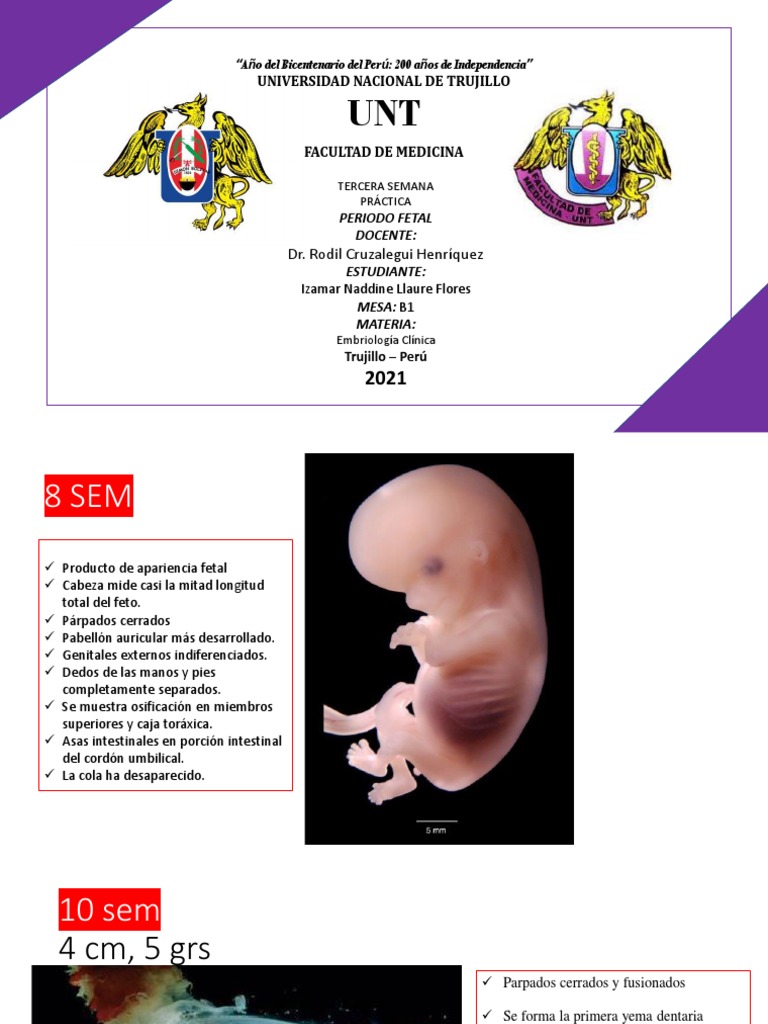 Embriología Semana 3-Práctica Fetal | PDF | Feto | Abdomen