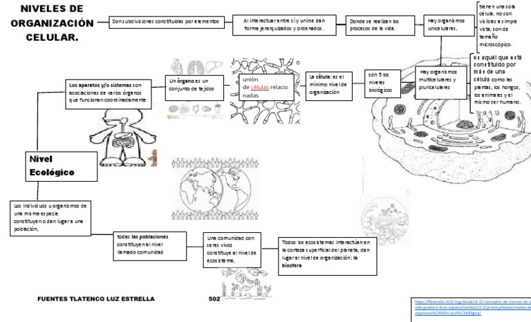 Niveles de Organizacion | PDF | Organismos | Biología Celular)