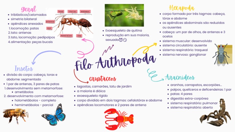 Mapa Mental Biologia | PDF | Insetos | Artrópodes