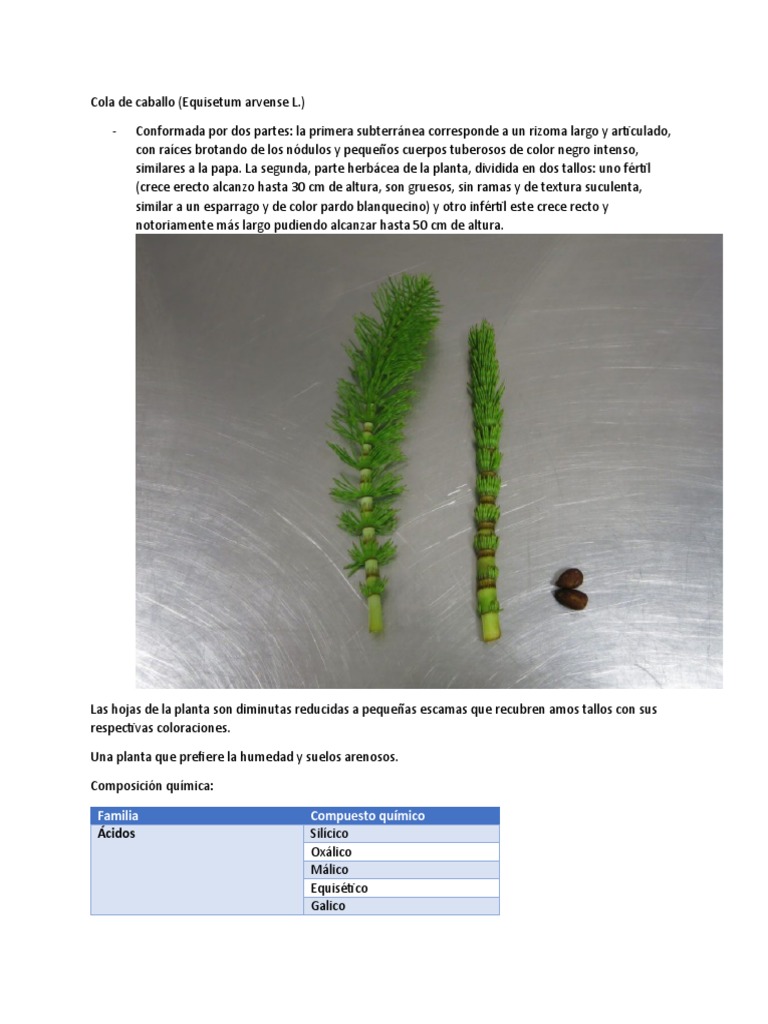 Partes y usos de la cola de caballo | PDF | Plantas | Agua