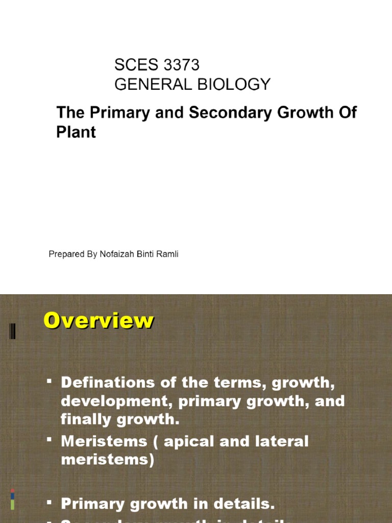 The Primary and Secondary Growth of Plant | PDF | Plant Stem | Root