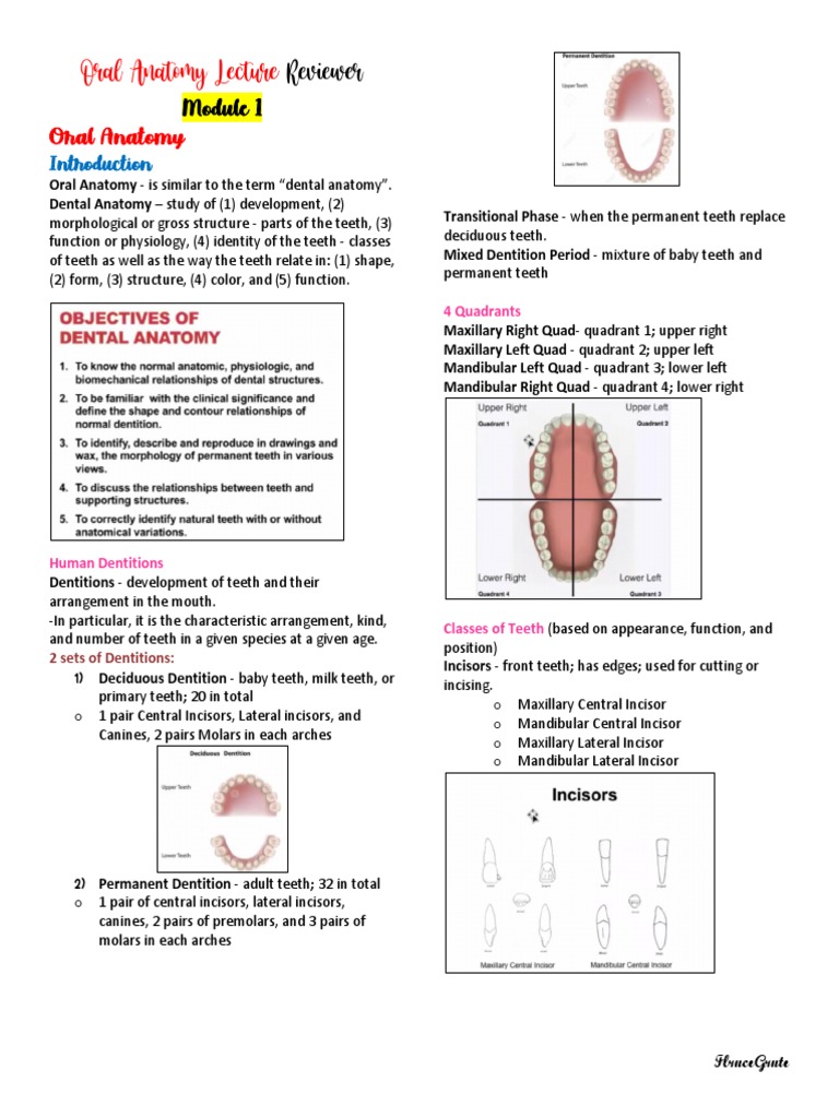 1 Intro | PDF | Dental Anatomy | Dentistry Branches