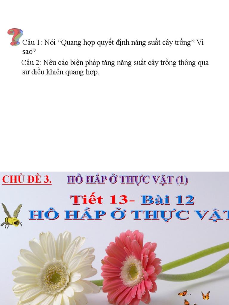 Bai 12 Ho Hap o Thuc Vat | PDF