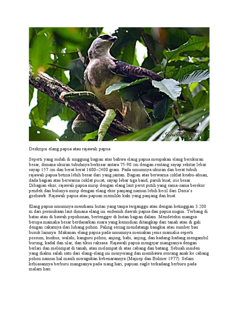 Elang Papua: Ciri, Habitat, dan Populasi | PDF | Griya & Taman | Sains ...