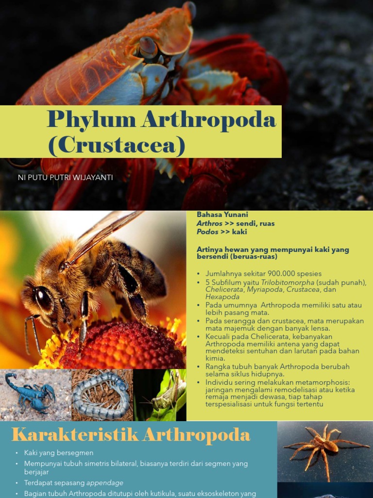 Phylum Arthropoda (Crustacea) | PDF