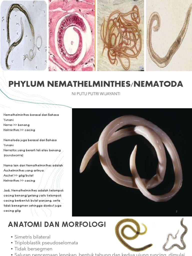 Phylum Nemathelminthes (Nematoda) | PDF | Griya & Taman | Kesehatan ...