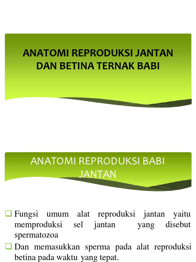 Anatomi Reproduksi Babi | PDF