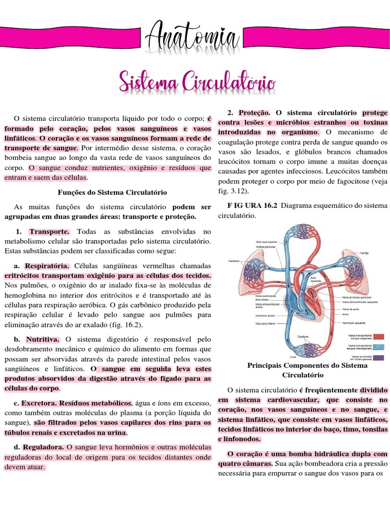 Sistema circulatório - Copia | PDF