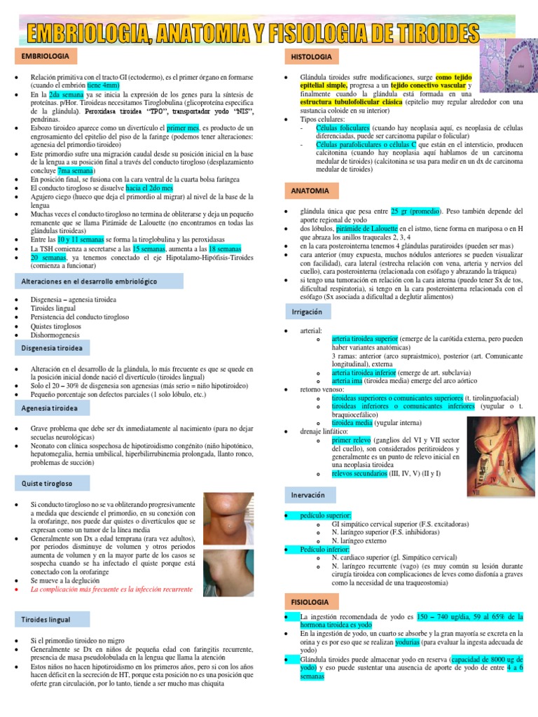 Embriología, Citología, Anatomía y Fisiología de Glandula Tiroides | Descargar gratis PDF ...