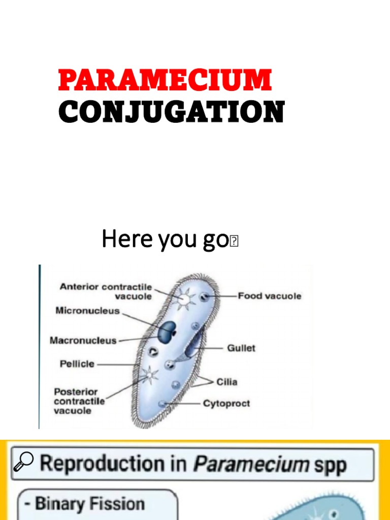 Paramecium: Conjugation | PDF | Life Sciences | Cell Biology