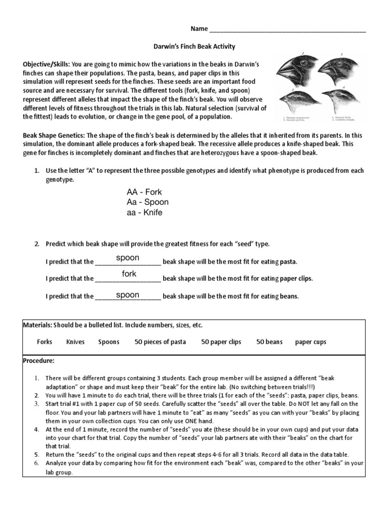 Finch Beak Activity | Download Free PDF | Dominance (Genetics) | Genotype