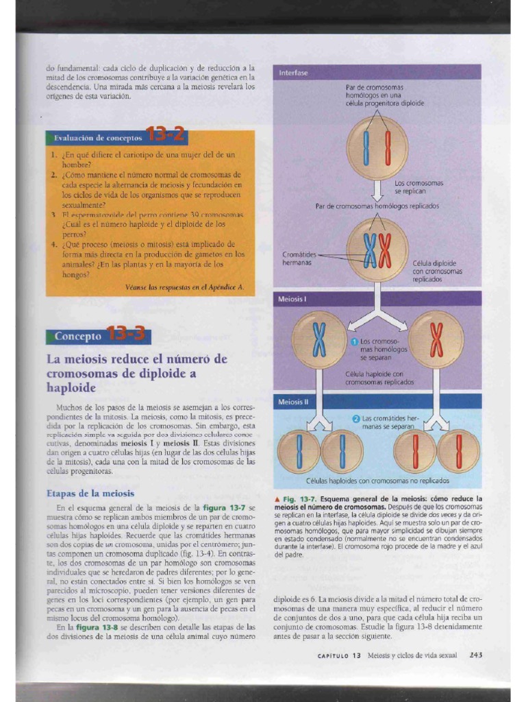 Campbell Meiosis Mutaciones Cormosomicas | PDF