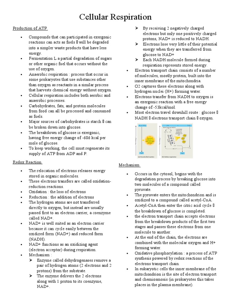 Cellular Respiration | Descargar gratis PDF | Cellular Respiration ...