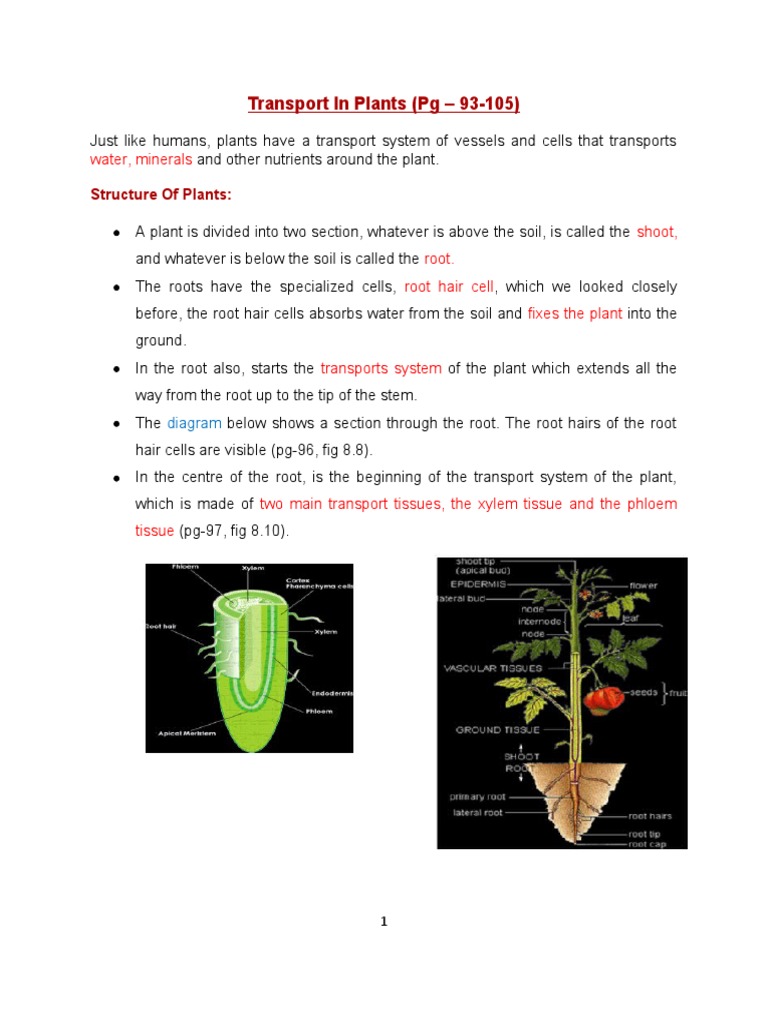 TRANSPORT IN PLANTS | PDF | Plant Stem | Root