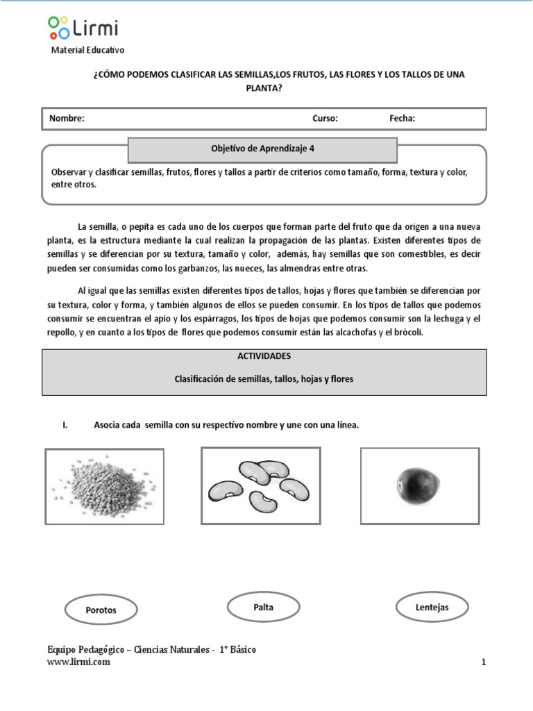Clasificación de Semillas y Frutos para Niños | PDF