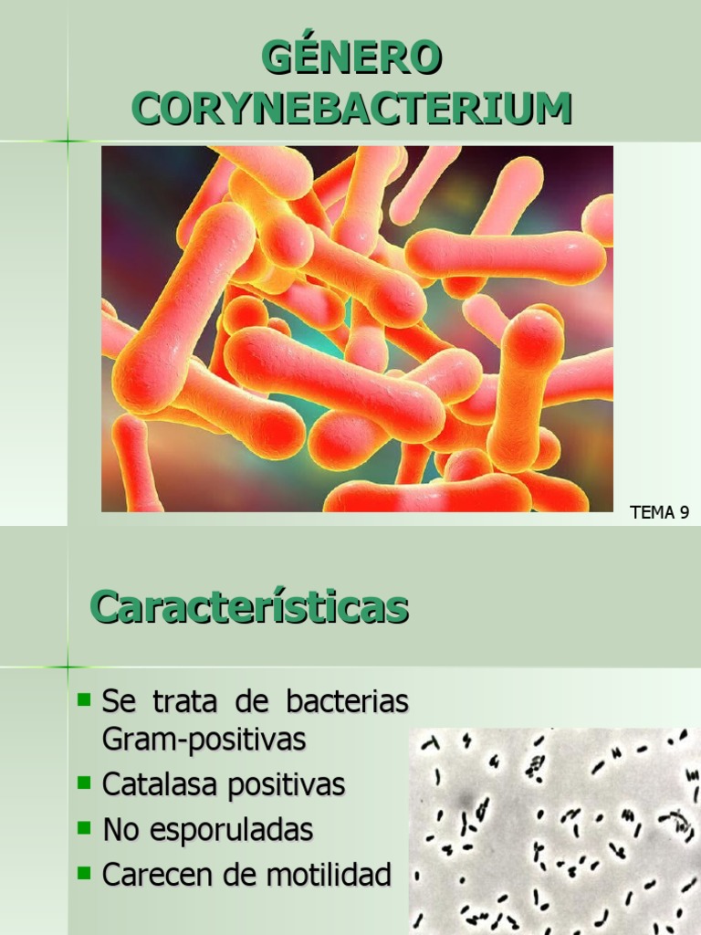 Tema 9.corynebacterium... | PDF | Especialidades Medicas | Microbiología