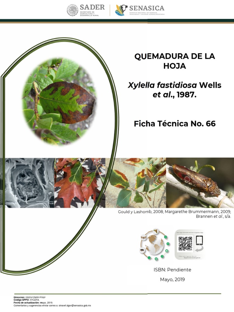 23.ficha T Cnica Quemadura de La Hoja REVISION UTC | PDF | Plaga (organismo) | Américas