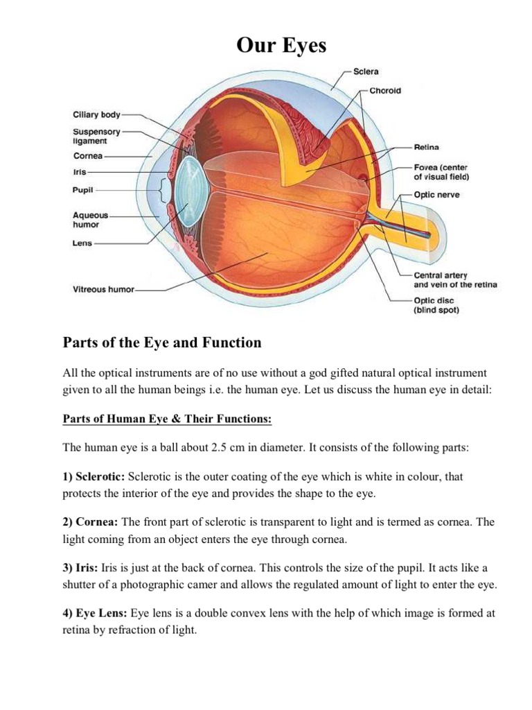 Parts of The Eye and Function | PDF | Ear | Human Eye