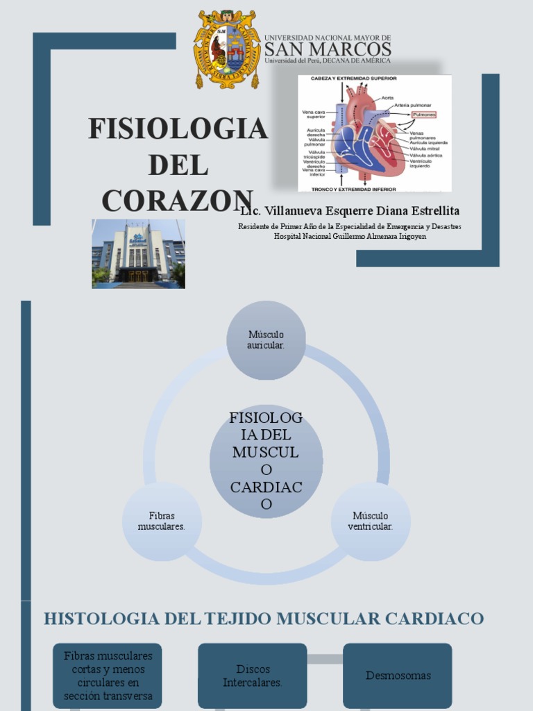 Fisiología Del Corazón Anatomía Función Y Mecanismos De La