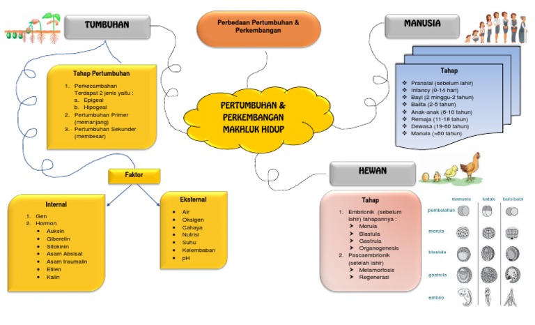 Mind Map Pertumbuhan Perkembangan | PDF