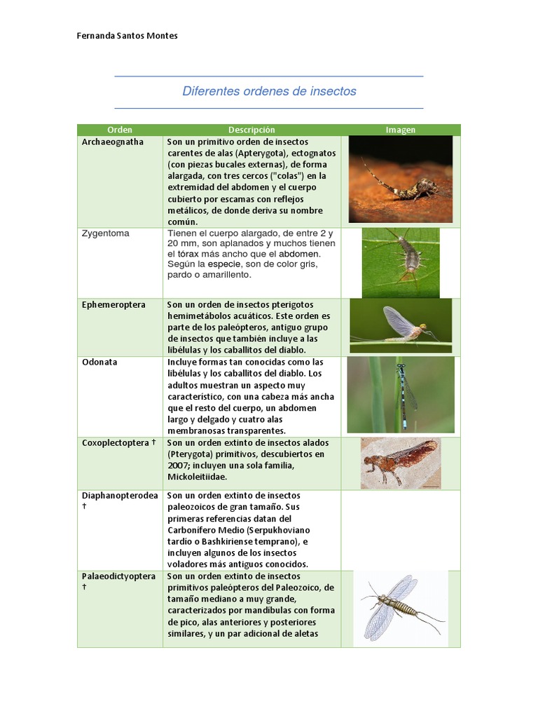 Diferentes Ordenes de Insectos | PDF | Mosca | Insectos