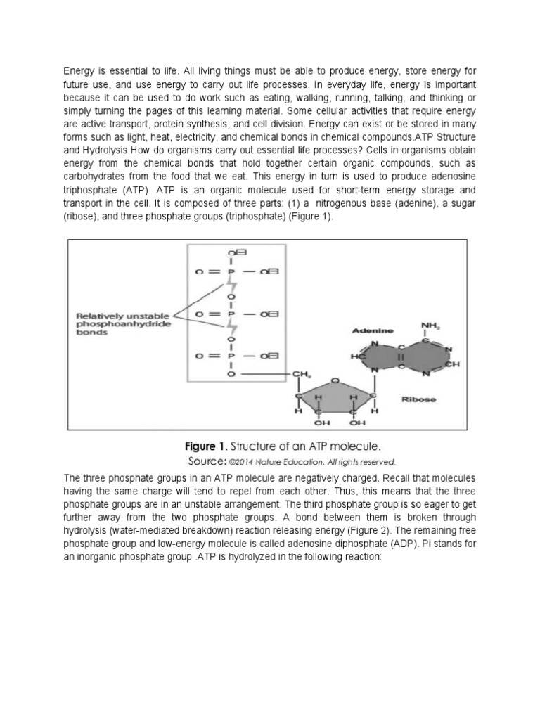 Atp and Coupled Reaction Processes | PDF | Adenosine Triphosphate ...
