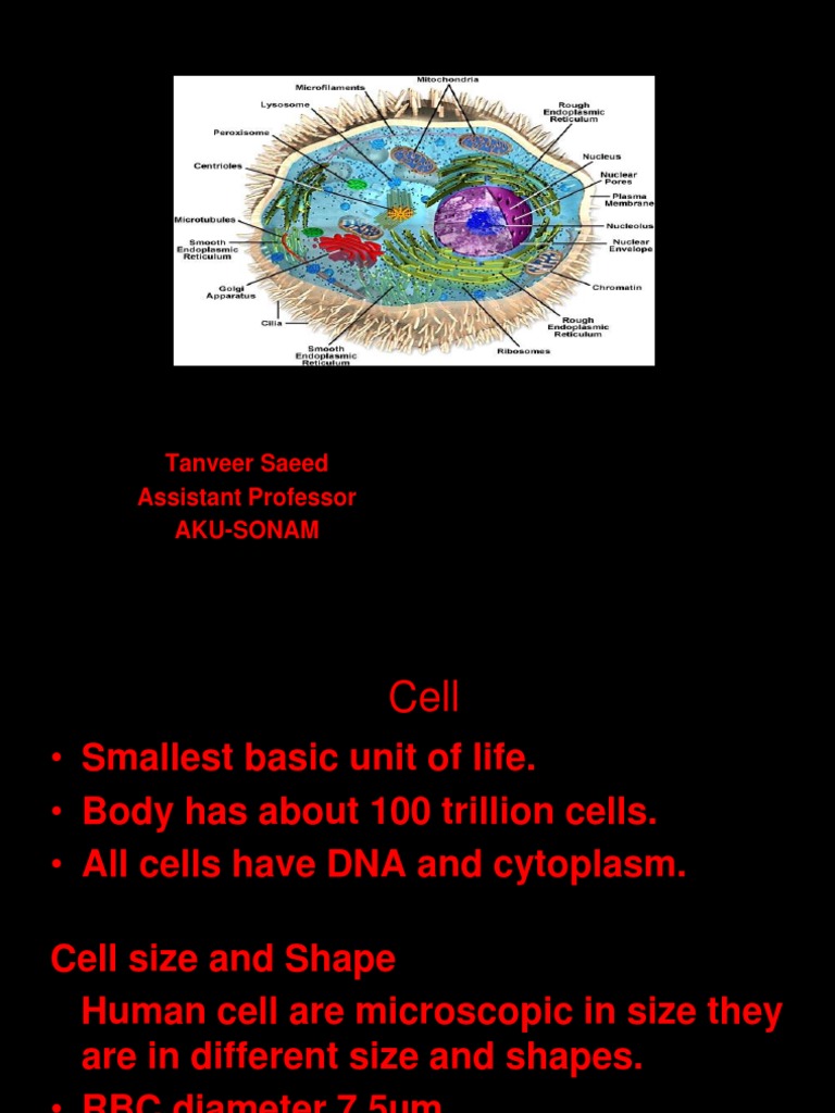 Cell Structure and Function | PDF | Cell Membrane | Cell (Biology)