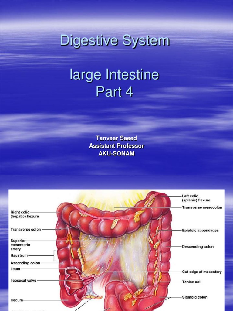 Digestive System LI Part 4 | PDF