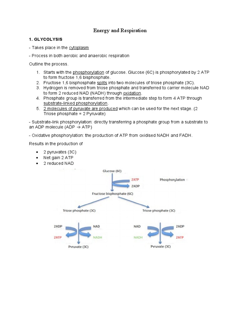 Energy & Respiration Notes | PDF | Adenosine Triphosphate | Cellular ...
