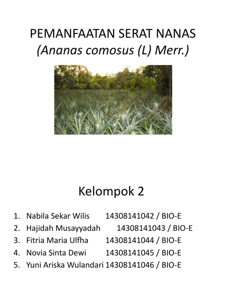 Presentasi Manfaat Serat Nanas | PDF