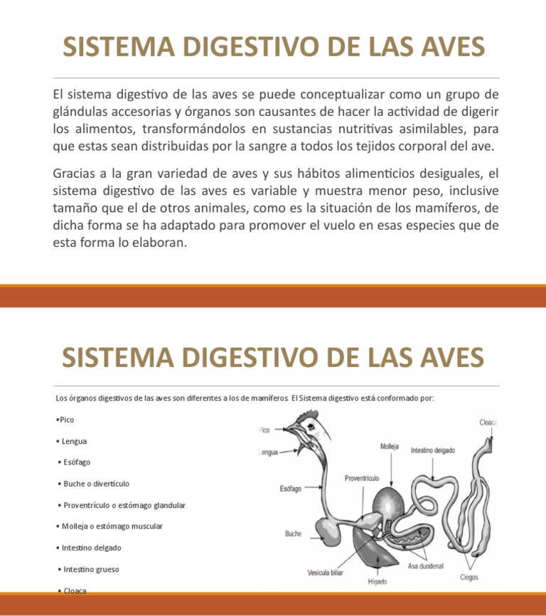 Sistema Digestivo en Aves Introduccion | PDF