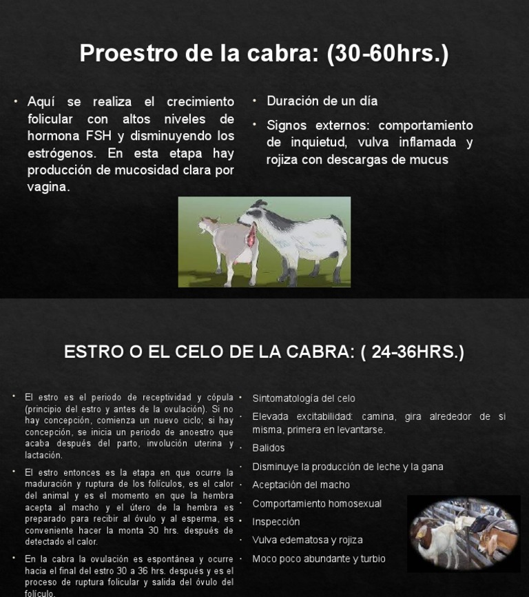 Ciclo Reproductivo de la Cabra: Proestro y Estro | PDF