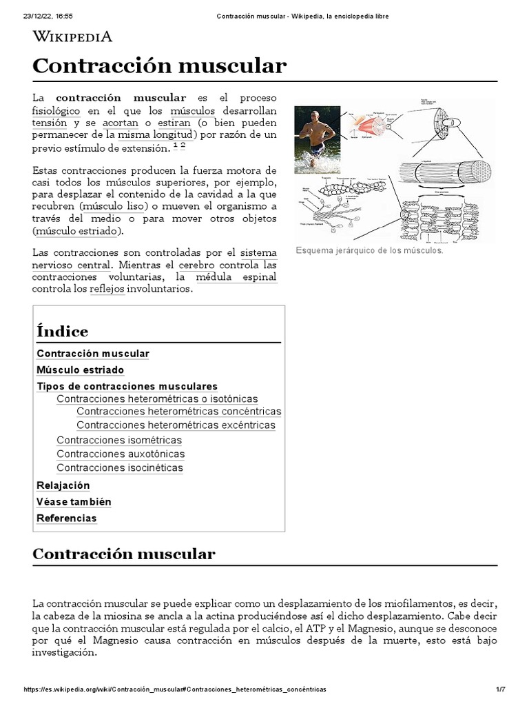 Contracción Muscular v1 | PDF | Contracción muscular | Músculo esquelético