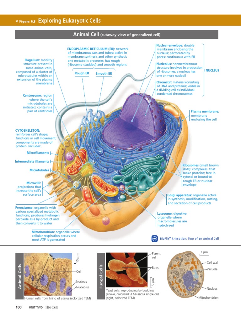 Biologia A Color | PDF | Cell (Biology) | Endoplasmic Reticulum